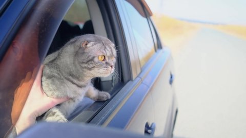 22 Head cat out car window Stock Video Footage - 4K and HD Video Clips ...