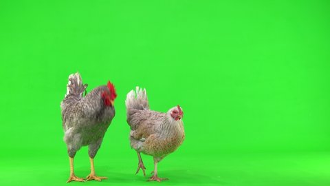 Chicken green screen Stock Video Footage - 4K and HD Video Clips ...