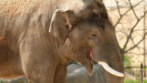 Elephant Chewing On Food Zoo Park Stock Footage Video (100% Royalty ...
