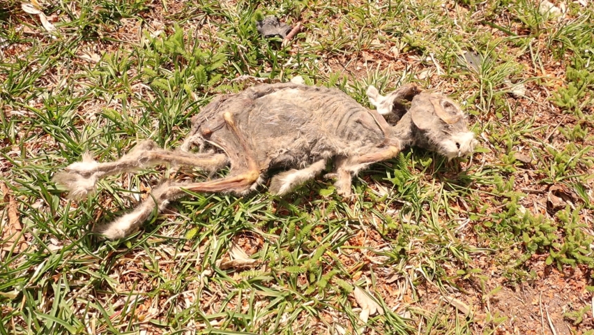 closeup dead rabbit nature green fly Stock Footage Video (100% Royalty ...