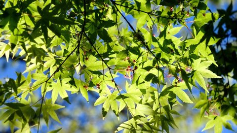 Life cycle of a maple tree Stock Video Footage - 4K and HD Video Clips ...