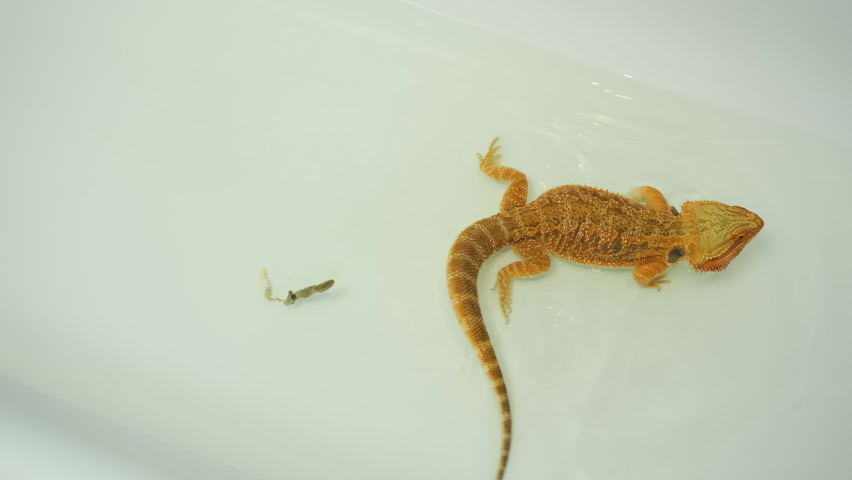 Lizard Poop Stock Video Footage - 4K and HD Video Clips | Shutterstock