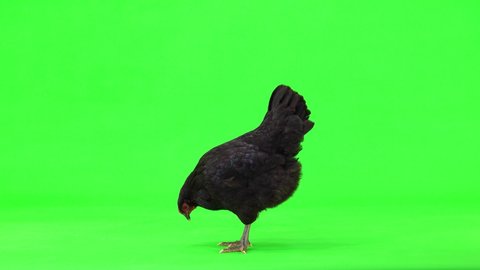 Chicken green screen Stock Video Footage - 4K and HD Video Clips ...