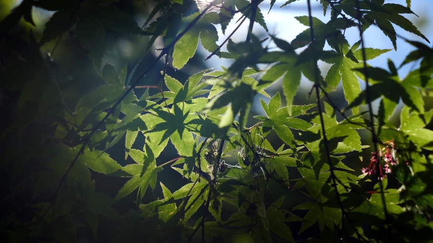 Life cycle of a maple tree Stock Video Footage - 4K and HD Video Clips ...