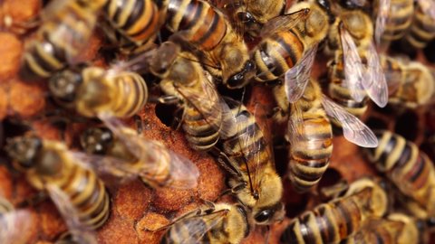 Capped Worker Brood Sealed Brood Bee Stock Footage Video (100% Royalty ...