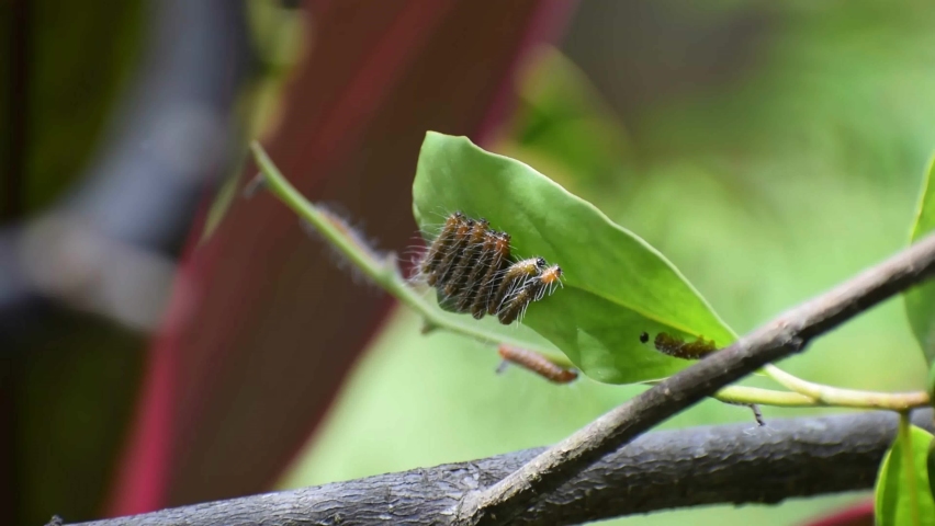 Human Caterpillar Stock Video Footage - 4K and HD Video Clips ...