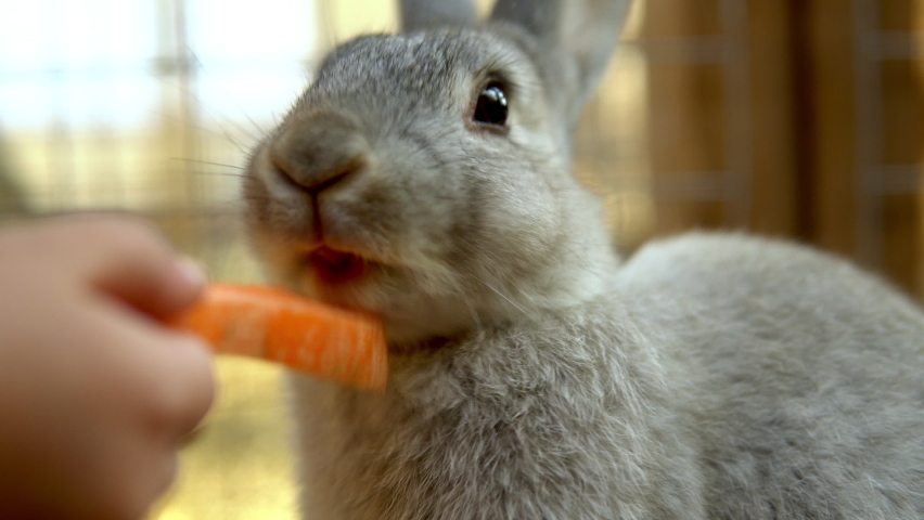 Horned Rabbit Stock Video Footage - 4K and HD Video Clips | Shutterstock