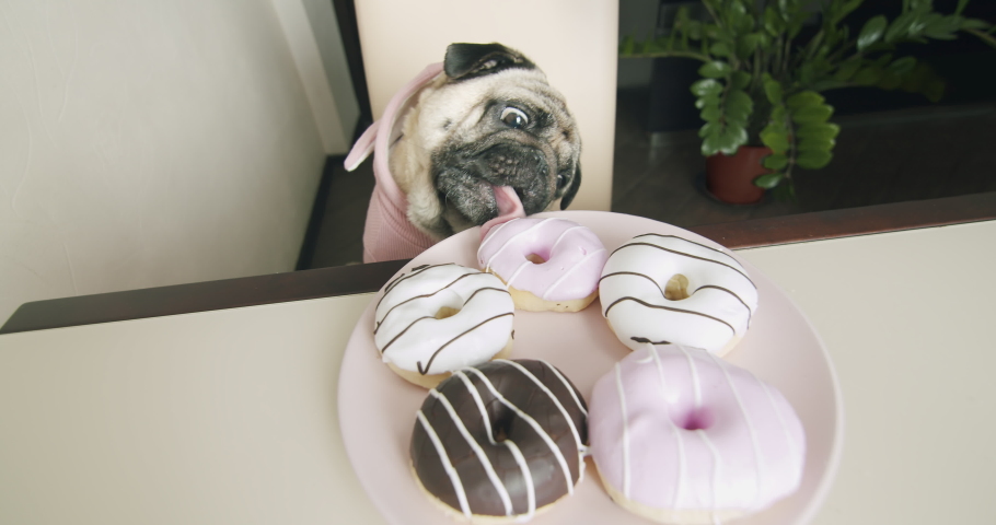 275 Pug table Stock Video Footage - 4K and HD Video Clips | Shutterstock