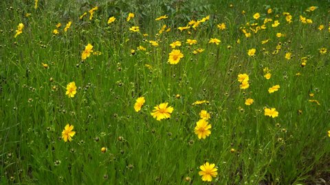 Fullblown Yellow Lance Leaved Tickseed Stock Footage Video (100% ...