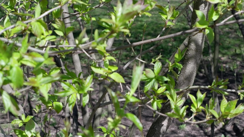 Styrax japonicus Stock Video Footage - 4K and HD Video Clips | Shutterstock