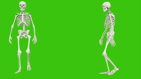 Green screen skull Stock Video Footage - 4K and HD Video Clips ...