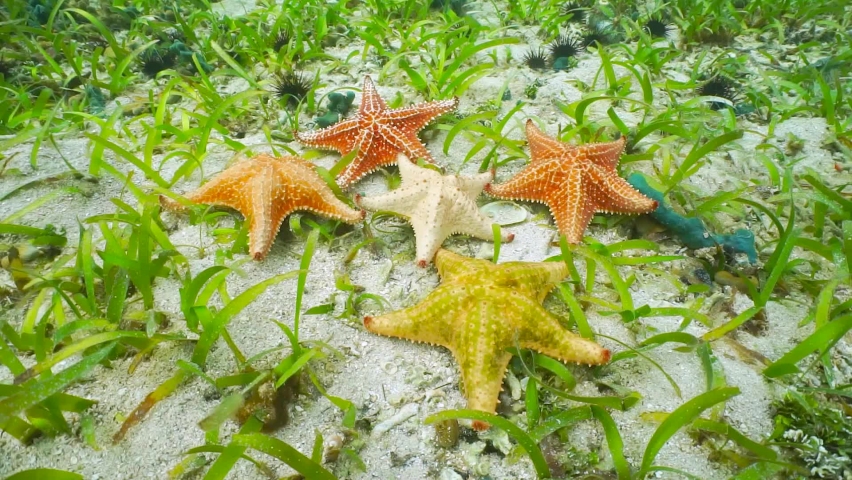 Bahama sea star Stock Video Footage - 4K and HD Video Clips | Shutterstock