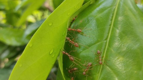 Red Ants Shrug Together Help Pull Stock Footage Video (100% Royalty ...