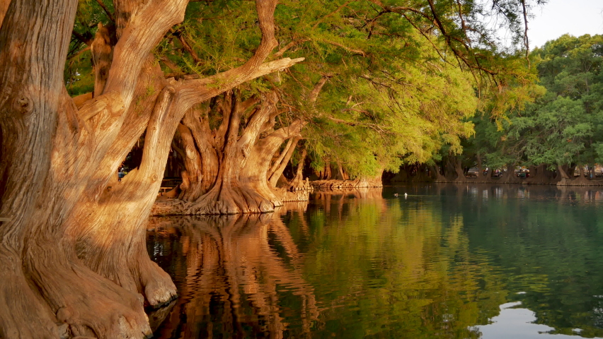 Montezuma bald cypress Stock Video Footage - 4K and HD Video Clips ...