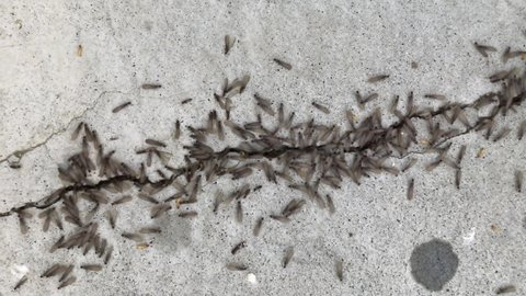 Japanese Subterranean Termite Come Out Cracked Stock Footage Video (100 ...