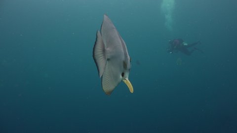 Foreground Batfish Back Underwater Photographer Takes Stock Footage ...