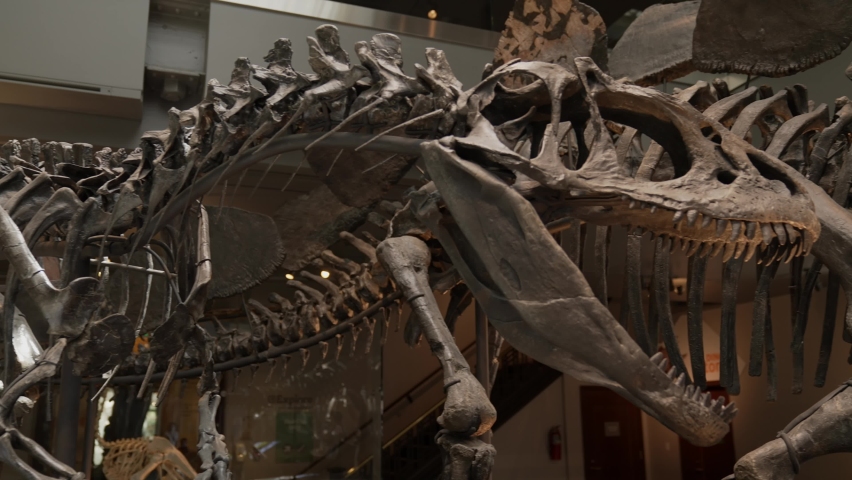 Stegosaurus Bones Stock Video Footage - 4K and HD Video Clips ...