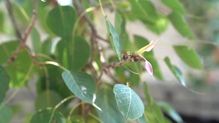 Buddhist holy tree Stock Video Footage - 4K and HD Video Clips ...