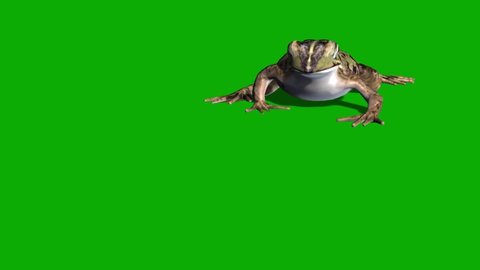 Frog Walking On Green Screen Stock Footage Video (100% Royalty-free ...