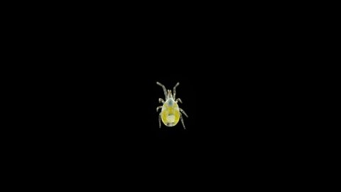 Mite Order Mesostigmata Under Microscope Class Stock Footage Video (100 ...