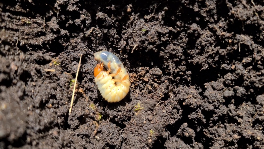 close chafer beetle larvae grubs soil Stock Footage Video (100% Royalty ...