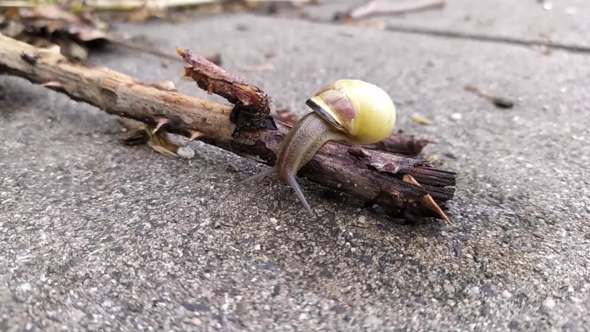 Endangered Snails Stock Video Footage - 4K and HD Video Clips ...