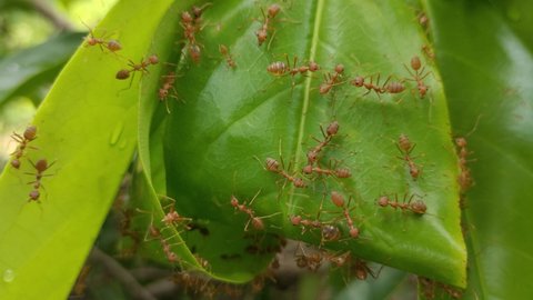 Red Ants Shrug Help Each Other Stock Footage Video (100% Royalty-free ...