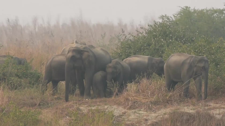 Corbett National Park Stock Video Footage - 4K and HD Video Clips ...
