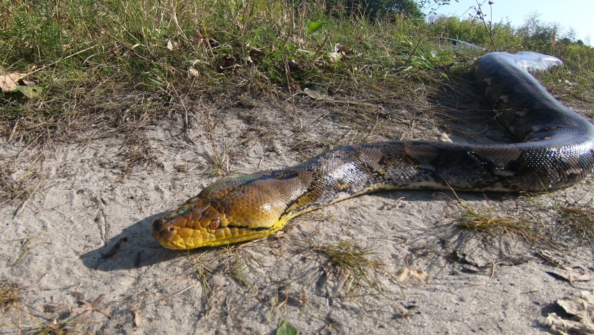 Snake Waiting Hunting Stock Video Footage - 4K and HD Video Clips ...