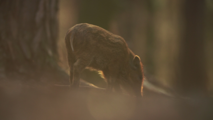 Digging Nose Stock Video Footage - 4K and HD Video Clips | Shutterstock