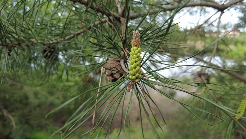Young Pine Cones image - Free stock photo - Public Domain photo - CC0 ...