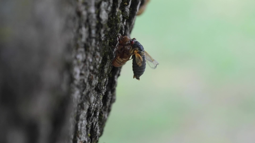 Brood X Cicadas Hatch On East Stock Footage Video (100% Royalty-free ...
