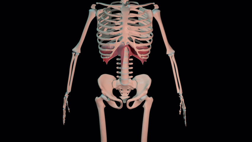 This 3d Animation Shows Diaphragm Abdominis Stock Footage Video (100% ...