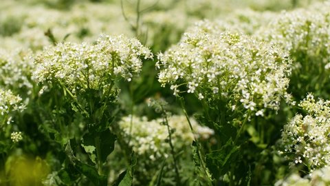 White Spring Flowers Field On Bright Stock Footage Video (100% Royalty ...