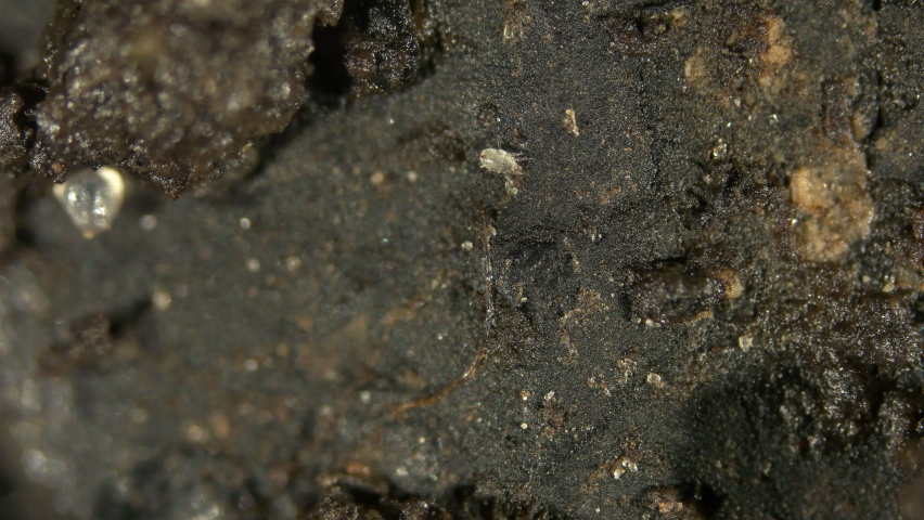 soil mite acaridae family under microscope Stock Footage Video (100% ...