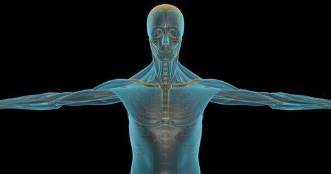 Upper Human Body Muscular System Stock Footage Video (100% Royalty-free ...