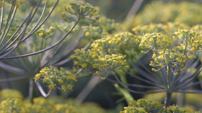 235 Fennel field background Stock Video Footage - 4K and HD Video Clips ...