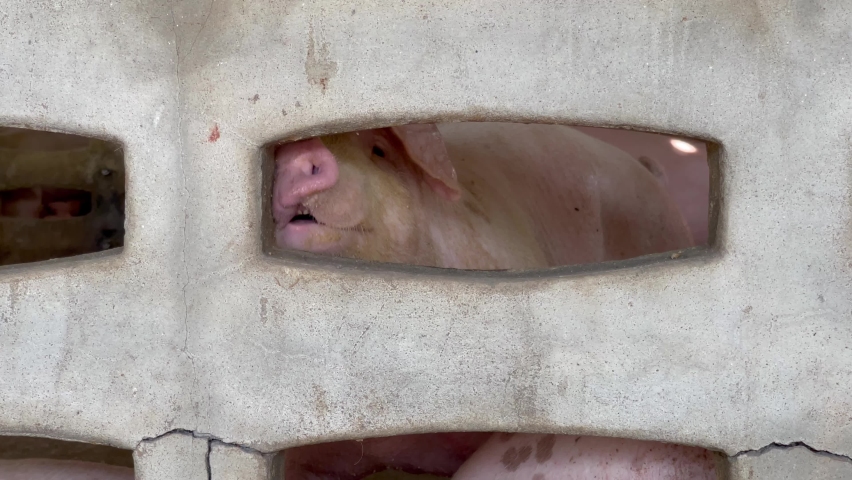 fattening pig's stall wall has vents Stock Footage Video (100% Royalty ...