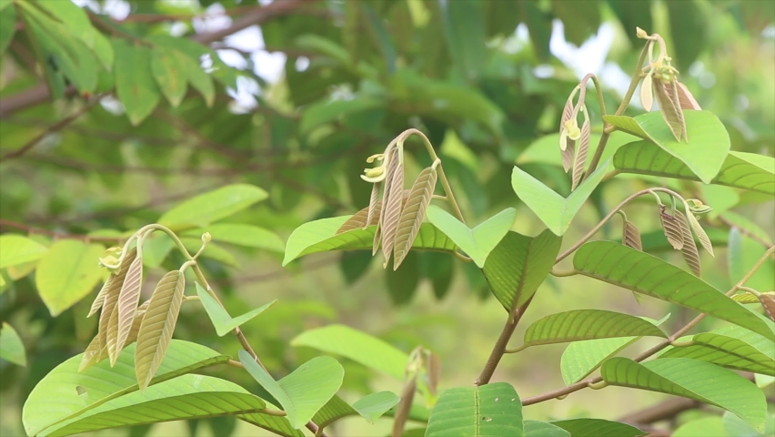 Meranti Tree Stock Video Footage - 4K and HD Video Clips | Shutterstock
