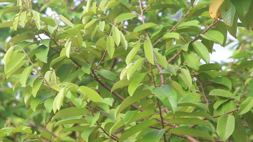 leaves red meranti shorea leprosula tree Stock Footage Video (100% ...