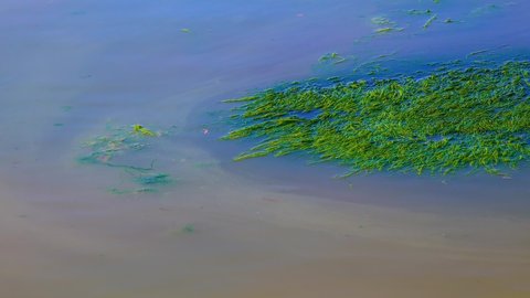 Harmful Algal Bloom Microcystis Aeruginosa Enteromorpha Stock Footage ...