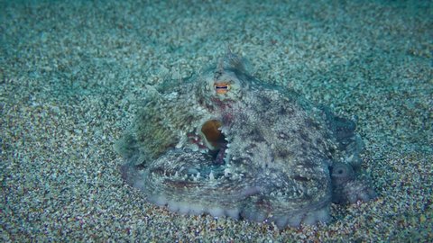 Brightly Colored Common Octopus Octopus Vulgaris Stock Footage Video ...