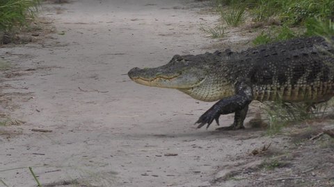 Large Alligator Crossing Narrow Park Trail Stock Footage Video (100% ...
