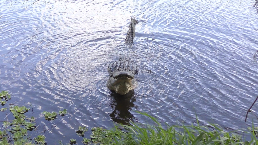 Large Alligator Growling During Mating Display Stock Footage Video (100 ...