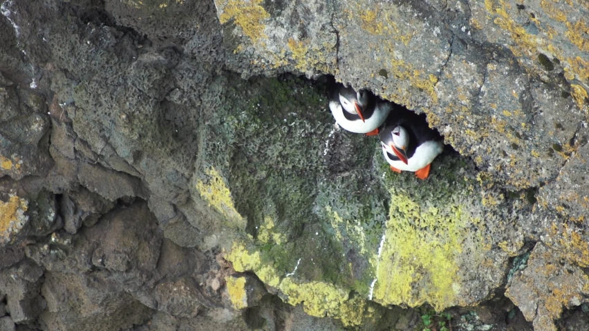 Penguins standing on a large rock image - Free stock photo - Public ...