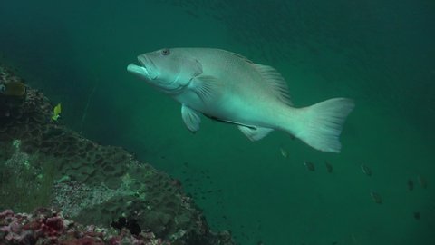 Coral Trout Leopard Coral Grouper Leopard Stock Footage Video (100% ...