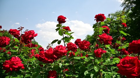 Red Roses Park Stock Footage Video (100% Royalty-free) 1072952507 ...