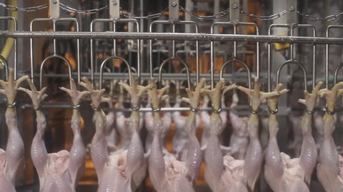 Chicken Processing Line Poultry Farm Chicken Stock Footage Video (100% ...