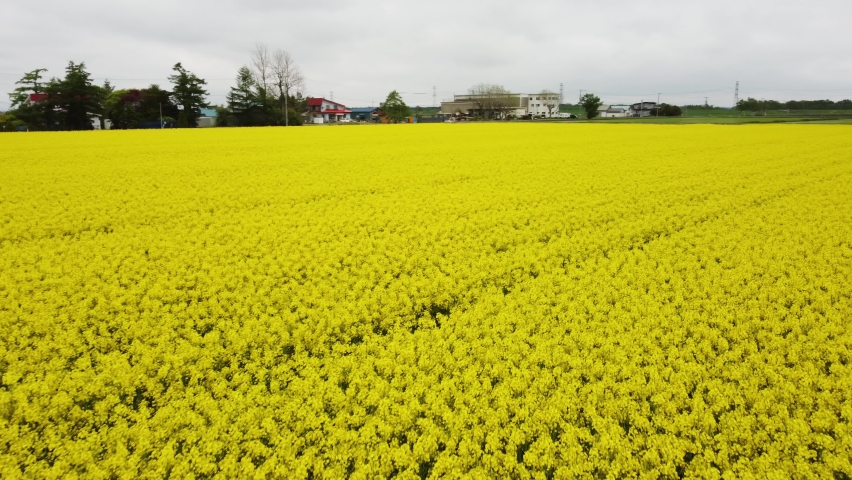 Photographed Drone Flying Low Altitude Field Stock Footage Video (100% ...