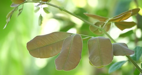 Sindora Siamensis Growing Young Leaves Sindora Stock Footage Video (100 ...